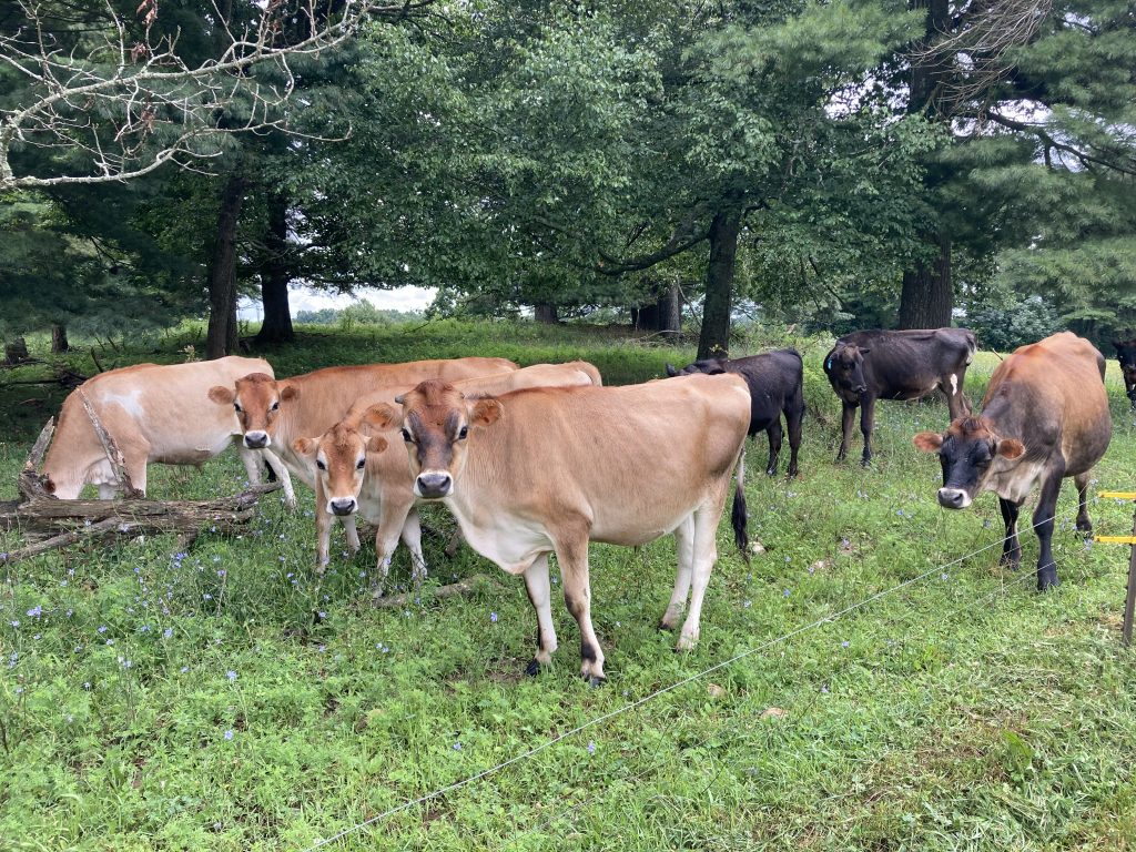 Copper Hill Farms - Copper Hill Farms